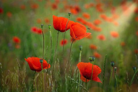 Blumen Mohnblumen Rote Kostenloses Foto Auf Pixabay Pixabay