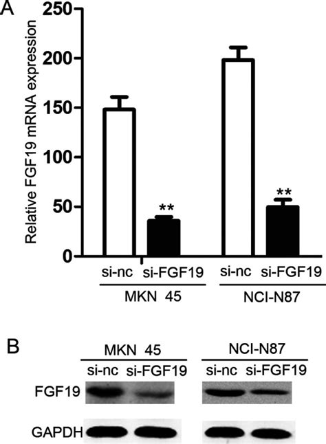 Gastric Cancer Cell Line Nci N87 ATCC Bioz