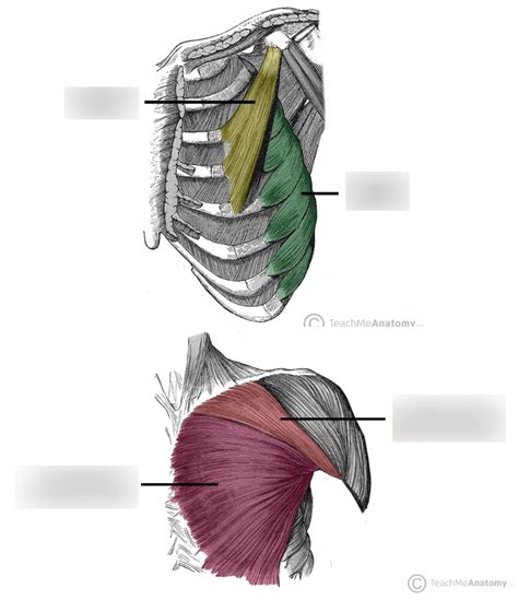 MUSCLES OF THE PECTORAL REGION Diagram Quizlet