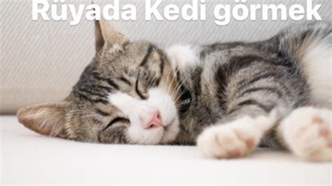 R Yada Kedi G Rmek Ne Anlama Gelir R Yada Kedi G Rmek