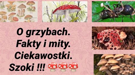 O Grzybach Prawdy Mity Ciekawostki Szok YouTube