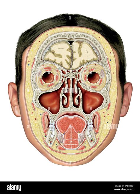 Ilustración de la parte superior del tracto respiratorio los senos