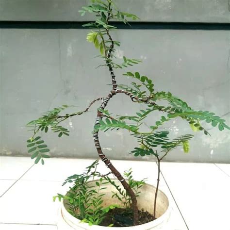 Jual Tanaman Bonsai Asam Jawa Shopee Indonesia