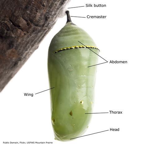 Monarch Chrysalis URBECO