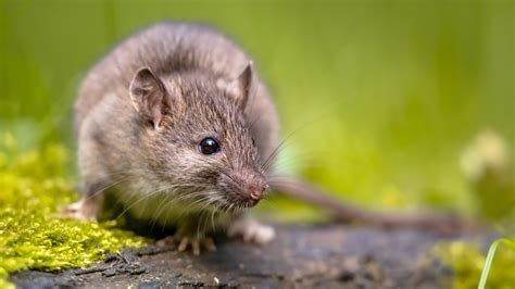 Comment Se D Barrasser Des Rats Du Compost