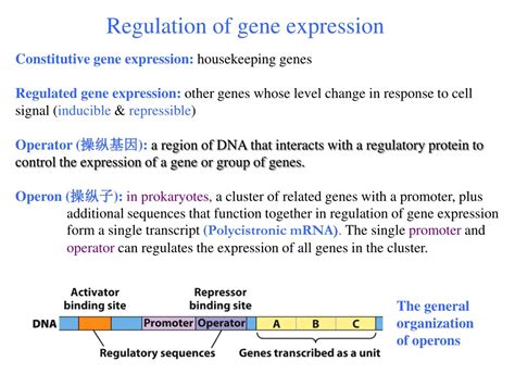 PPT Regulation Of Gene Expression PowerPoint Presentation Free