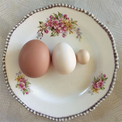 Silkies Eggs