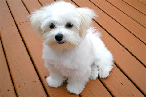 Ra As De Cachorro Pequeno Que N O Crescem Quase Nada