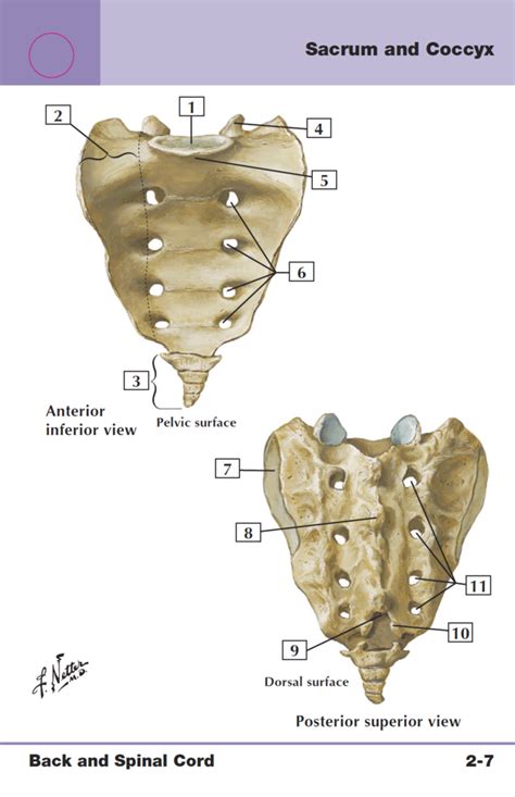 Sacrum And Coccyx Diagram Quizlet