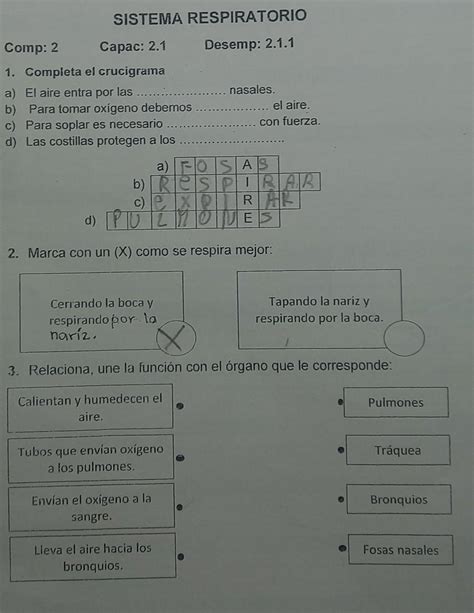 1 Cuál es la función de los pulmones en el sistema respiratorio 2