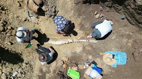 Reuters On Twitter 100 Million Year Old Plesiosaur Skeleton Found In