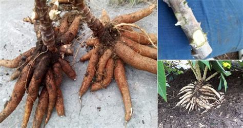 Cara Menanam Ubi Kayu Raksasa Misterdudu