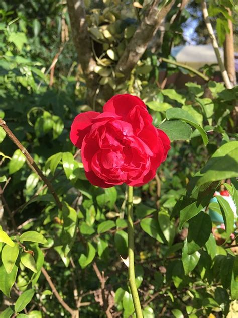 Rose Red Flowers Petals Free Photo On Pixabay Pixabay