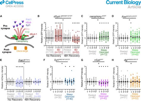 Figure From Sleep Deprivation Results In Diverse Patterns Of Synaptic