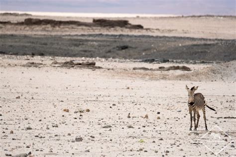 Les Animaux De Namibie En 50 Photos My Wildlife