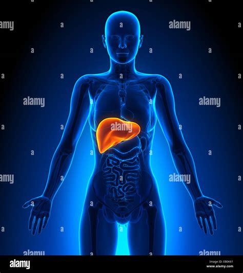 Anatomie du foie humain Banque de photographies et dimages à haute
