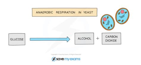 Biotechnology And Cloning Flashcards Quizlet