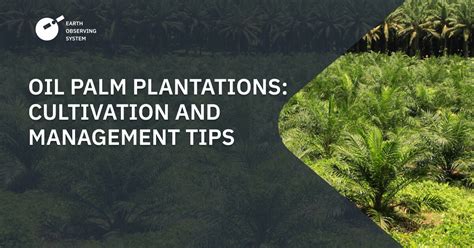 Oil Palm Plantation Cultivation Management Tips For Growers