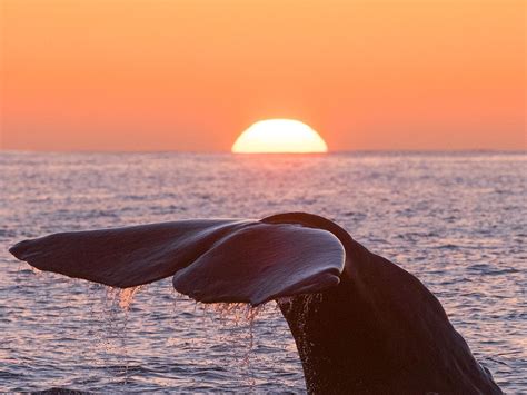 Whale Watching At Andenes From Svolv R With Arctic Route Visit Lofoten