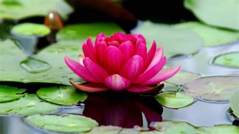 FLOR DE LOTO cómo es y cuál es su significado espiritual