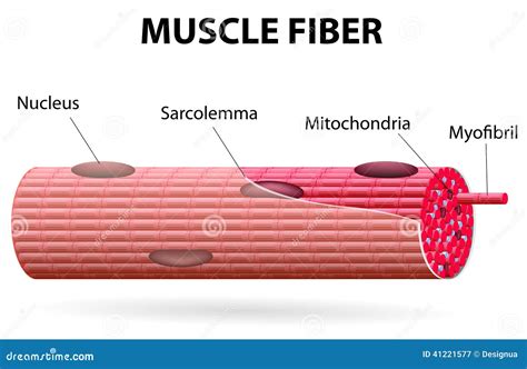 The Skeletal Muscle Fiber Stock Vector Image 41221577
