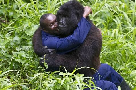 Day Rushaga Gorilla Habituation Experience Safari Vacations