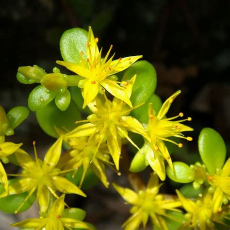 Sedum Makinoi Cuidados Y Curiosidades Club Suculentas