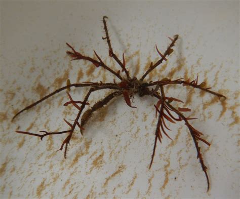 Macropode Sciences Nature Fr