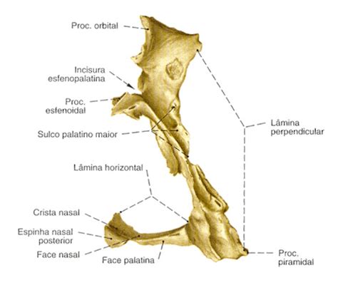 Osso Palatino