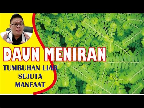 Temukan Manfaat Daun Meniran Untuk Kesehatan Yang Jarang Diketahui