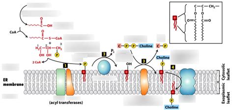 Phospholipid Biosynthesis Diagram Quizlet