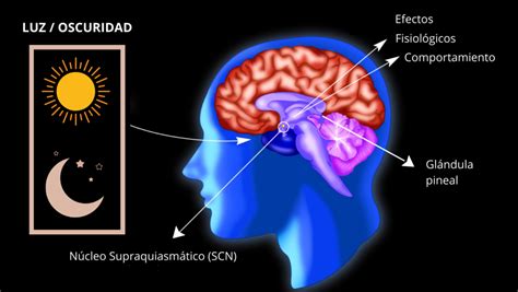 Qué son los ritmos circadianos y cómo influyen en nuestra salud mental