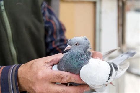 Comment éloigner les pigeons une fois pour toutes