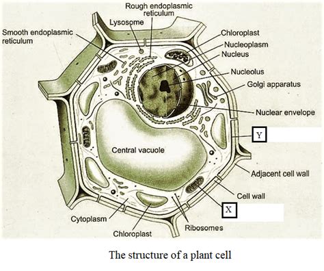 Illustrate A Plant Cell As Seen Under An Electron Microscope How Is It