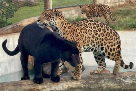 Ibama anula multas a Instituto Onça Pintada por maus tratos