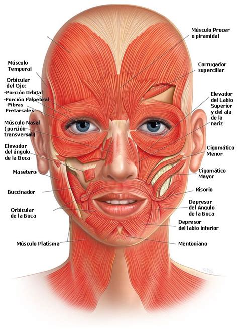 Diagrama De Los Musculos De La Cara