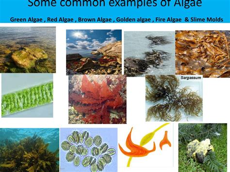 Algae Classification Characteristics Examples