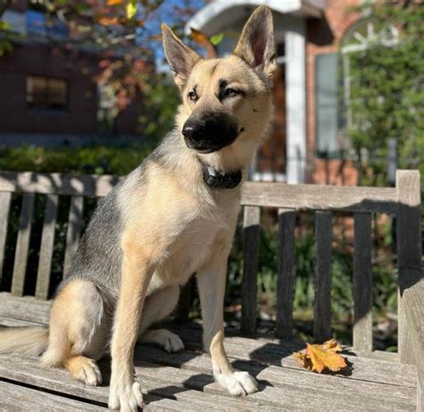 How Big Do German Shepherds Husky Mix Get