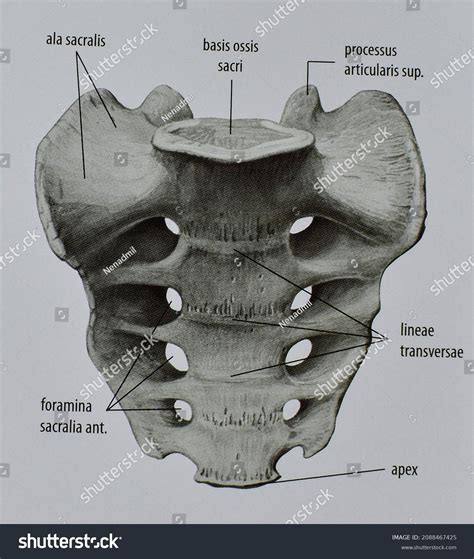 Pelvis Anatomical Skeleton Structuresacral Bone Stock Illustration