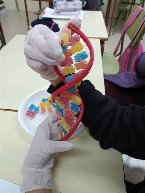 Al rico ADN maqueta de la molécula de ADN Proyecto Simbiosis