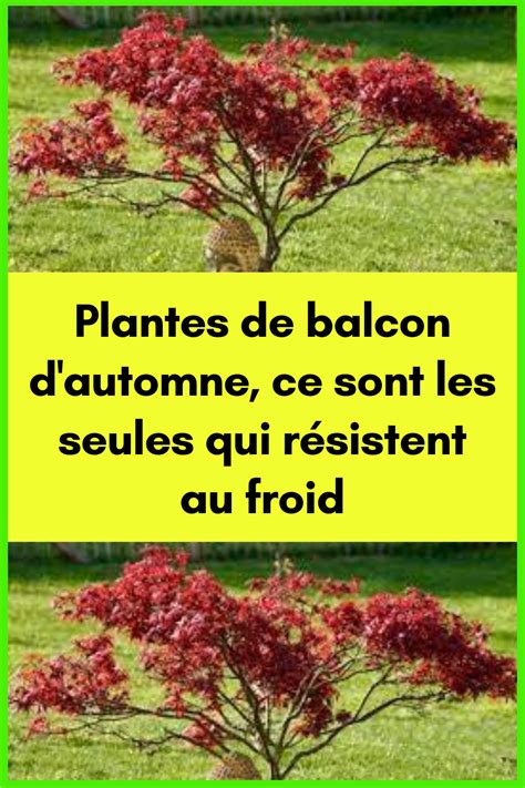 Plantes de balcon d automne ce sont les seules qui résistent au froid