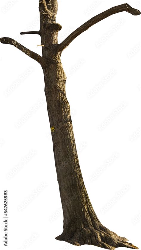 Tree Trunk Transparent Background