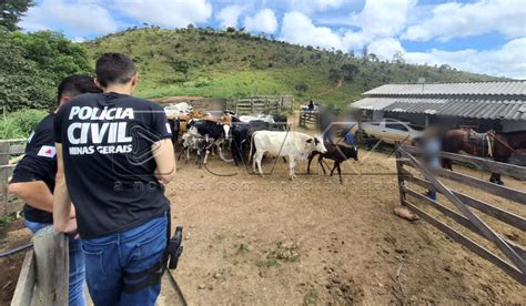 TV KZ ASSISTA Delegacia Rural de Araxá MG recupera 74 cabeças de