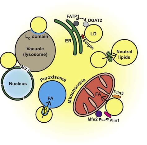 Figure 1 From A Different Kind Of Love Lipid Droplet Contact Sites
