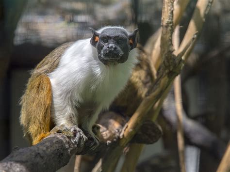 Animais em Extinção na Floresta Amazônica Toda Matéria