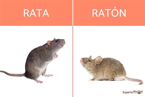 Descubre la impactante diferencia entre rata y ratón Sabías que