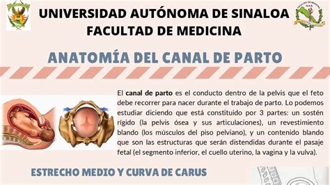 Blog De Evidencias De Ginecolog A Y Obstetricia Gonz Lez Camacho