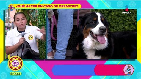 Kit De Emergencia Para Tu Mascota En Caso De Desastres Naturales Sale