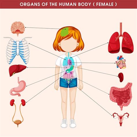Une Affiche D Une Fille Avec Diff Rents Organes Du Corps Humain