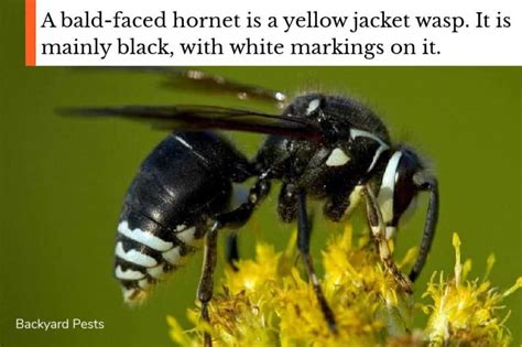 Ways To Tell A Ground Bee From A Yellow Jacket Wasp With Pictures